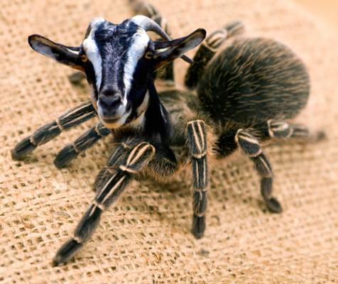 Genetically Engineered Spider Goats (Thanks, Science) Article Cats