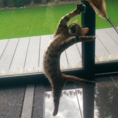 30 Cute Animals in Impossible Positions Article Cats