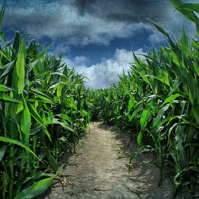 Why Question Monsanto? Article Cats