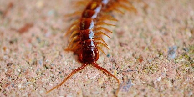 Giant Swimming Centipede...Why This Is Amazing! Article Cats