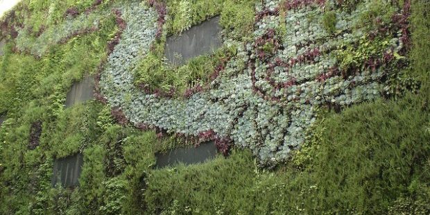 Vertical Gardens In Mexico City Helping Clean Up The Streets Article Cats